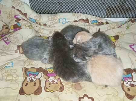 Готовятся к бронированию котята
