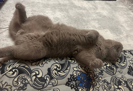 Scottish fold erkak