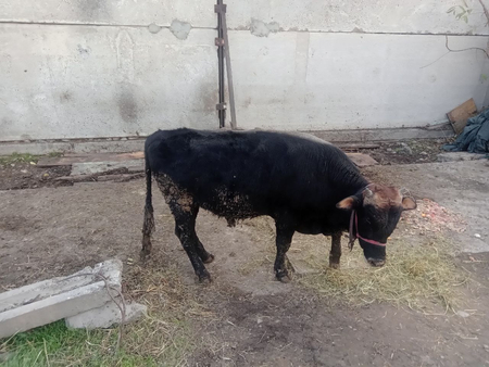 Buqa niyat qiganla uchun olishga arzidi