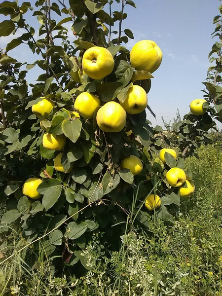 КУЧАТЛАР ХОСИЛГА кирган Оптим нархда