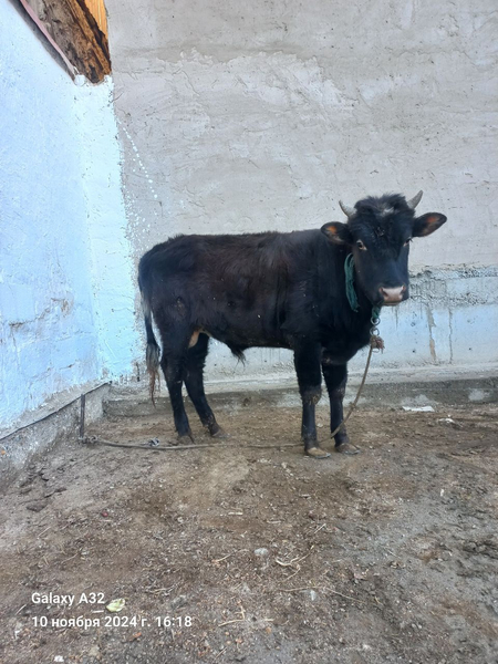 Buqa qora sotiladi
