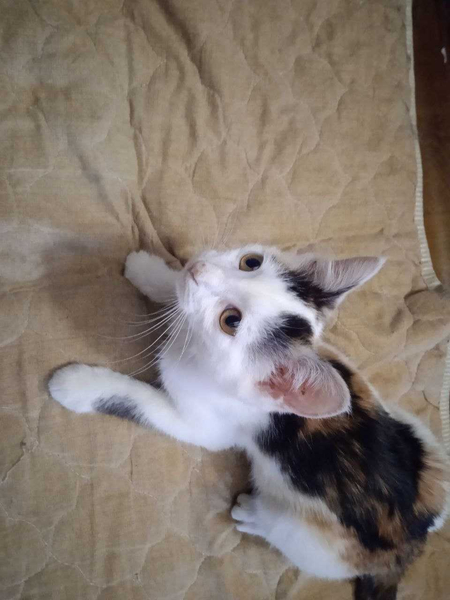 Бесплатно котёнок