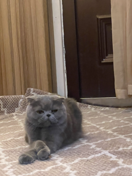продаётся кошка скоттиш