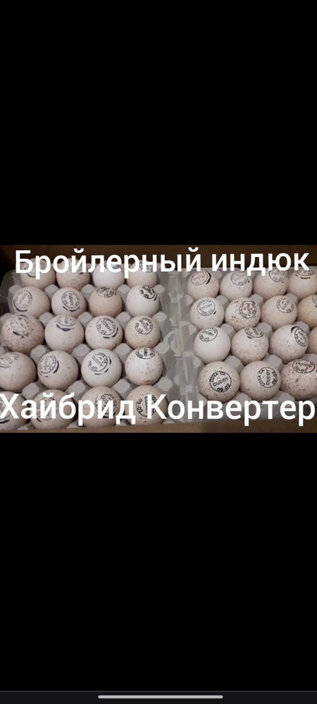 Биг 6 Яйца для инкубатора индюк