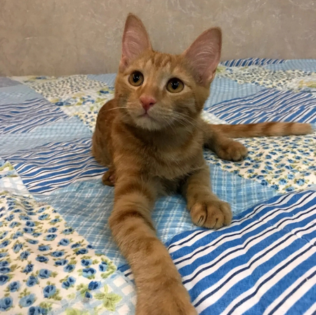 Рыжий котенок Мальчик