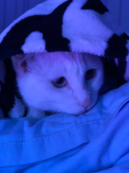 Отдадим кошку в хорошие руки. К лотку приучина