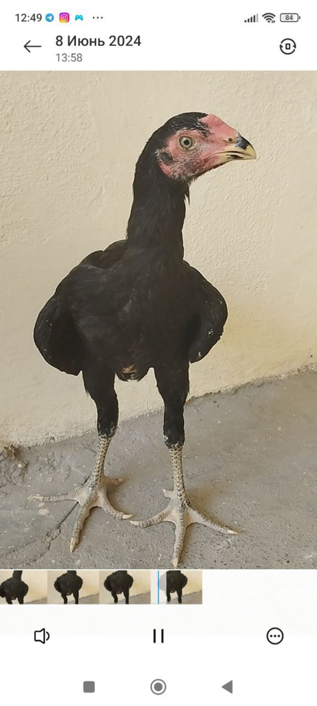 Jojala sotiladi harxil oyda chiqgan