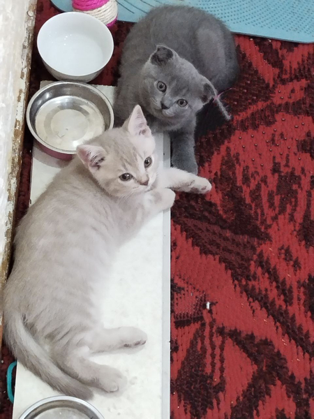 Котята от правельной вязки