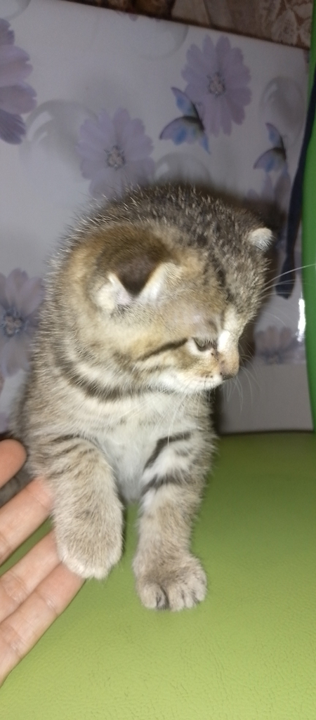 Породистые котята