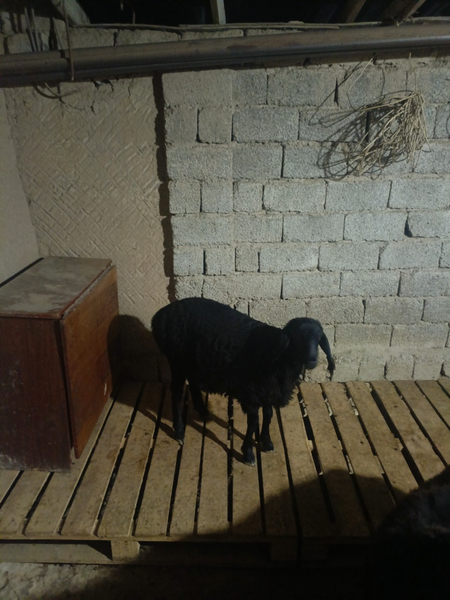 Qochqor va Qoy sotiladi uyda boqilgan