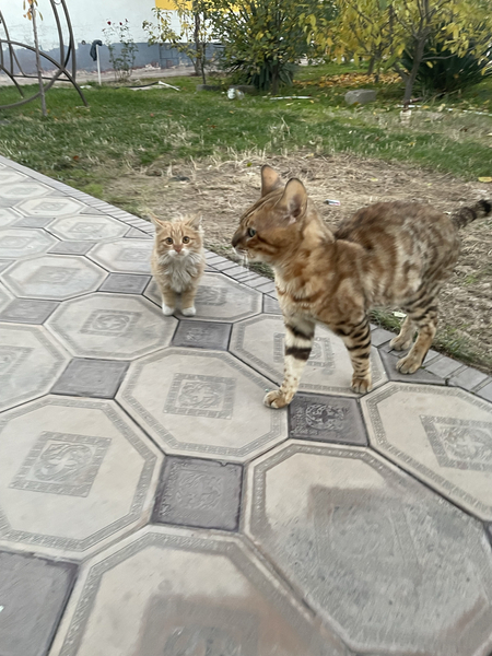 Папа и детёнош бенгальских