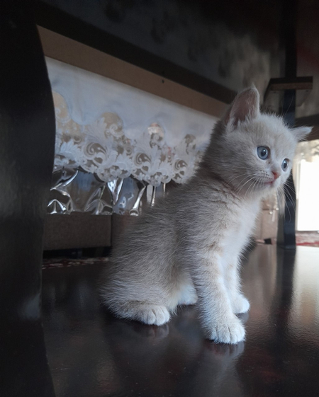 Котята 1,5 месяца
