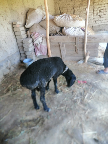 Quchqor sotiladi