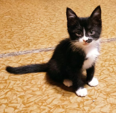 Отдим даром в добрые руки, котёнка, девочка.