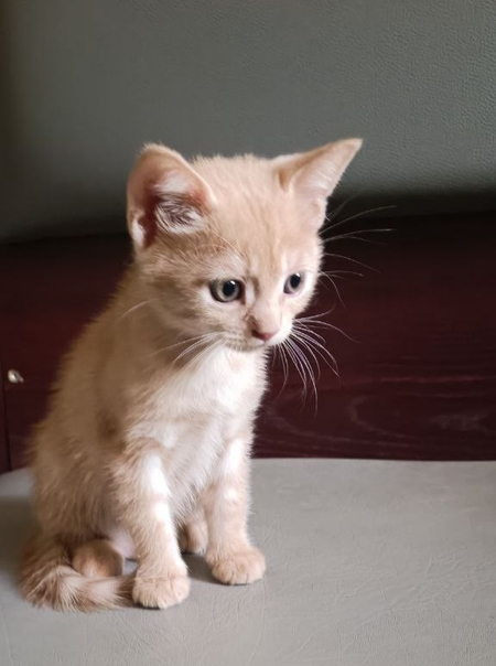 Котята от египетской мау