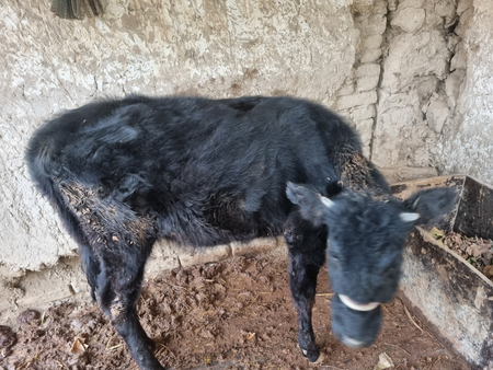 Buzoq urg'ochi Gertruda