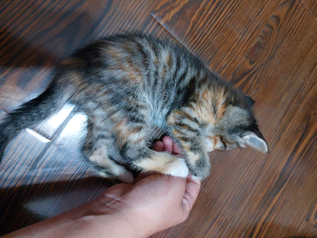 Paxmoq Mushukchalar Turkish angora bolalari