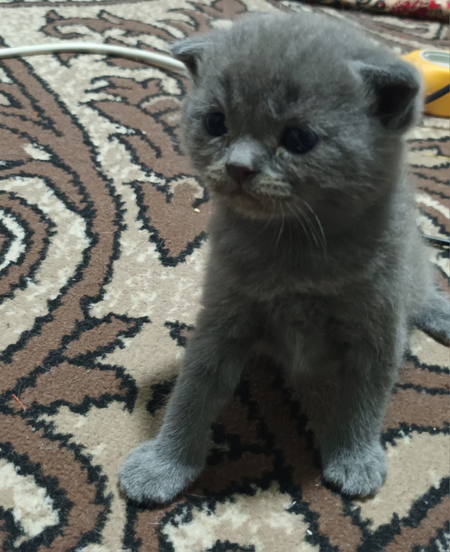 Продаются котята