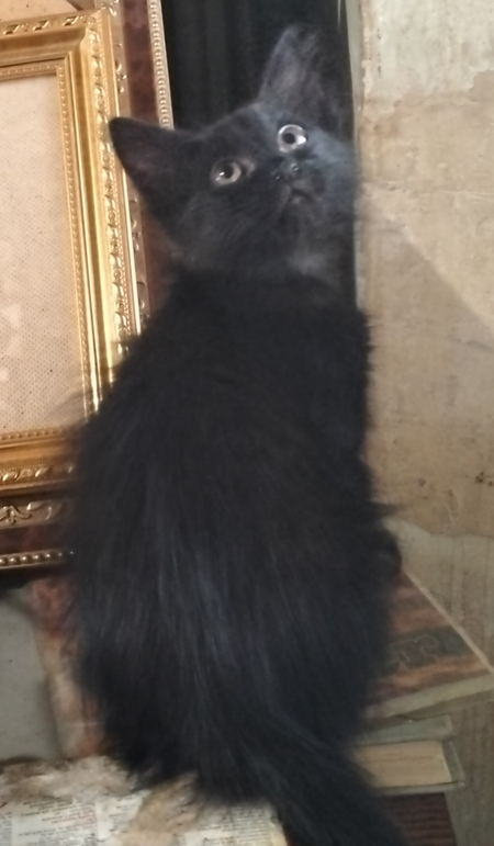 Срочно продам котят