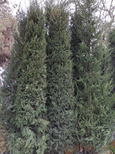 Archa ko‘chatlari gazon ekish xar xil turdagi manzarali kuchat
