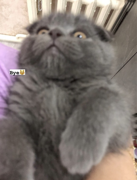 Шатландская кошка