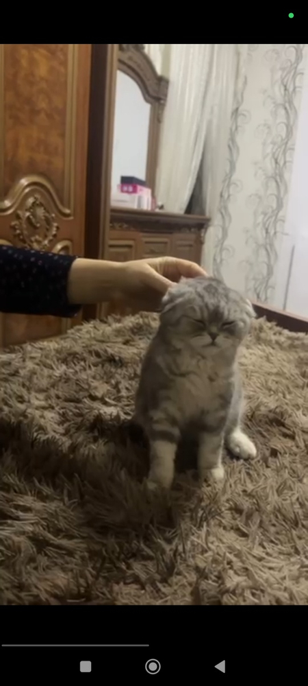 Скоч шатлански белла