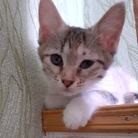 Отдам котёнка девочку