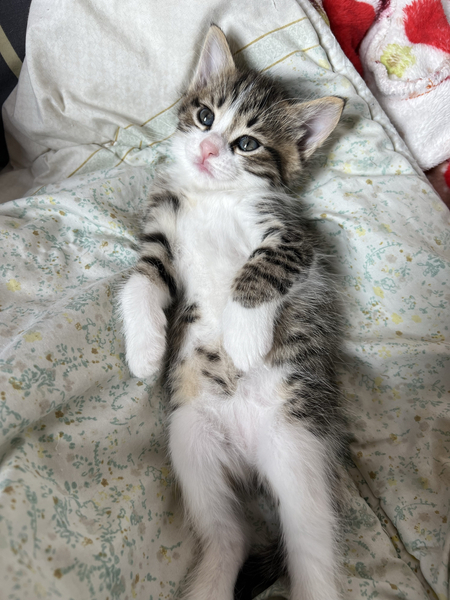 Ищем любящих хозяев для очаровательных котят!