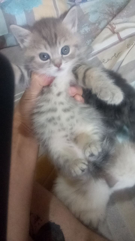 Продаются котята
