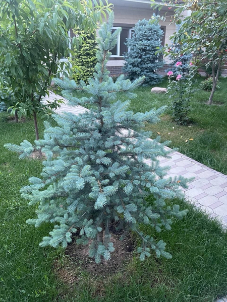 Европейские ели