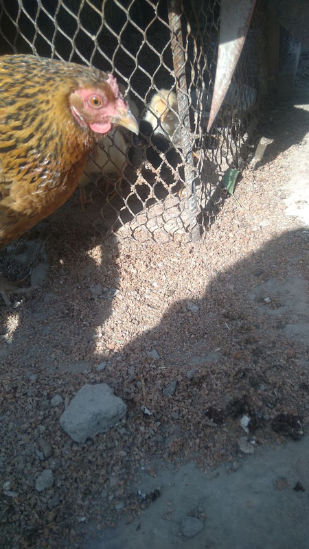 Tovuqlar zõr har kun tuğadi