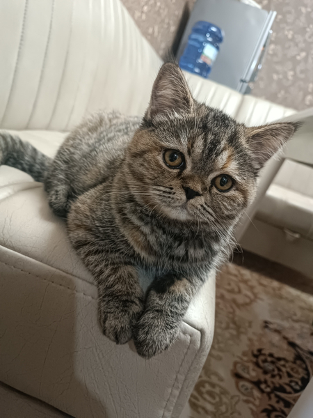 Срочна мушук сотилади. Онаси золотистий шиншилла. Отаси скотч страйт.