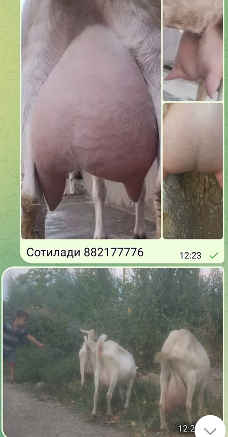 Эчкилар сотилади  зотлли
