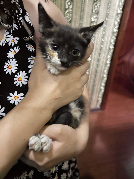 Бесплатно котята в добрые руки