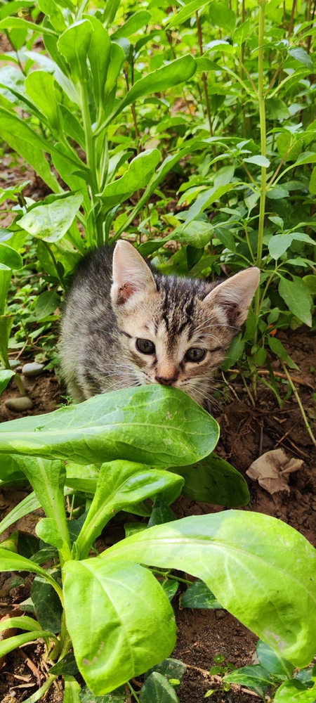 Котёнок мальчик, только в ответственные руки