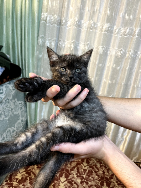 Котёнок породистый