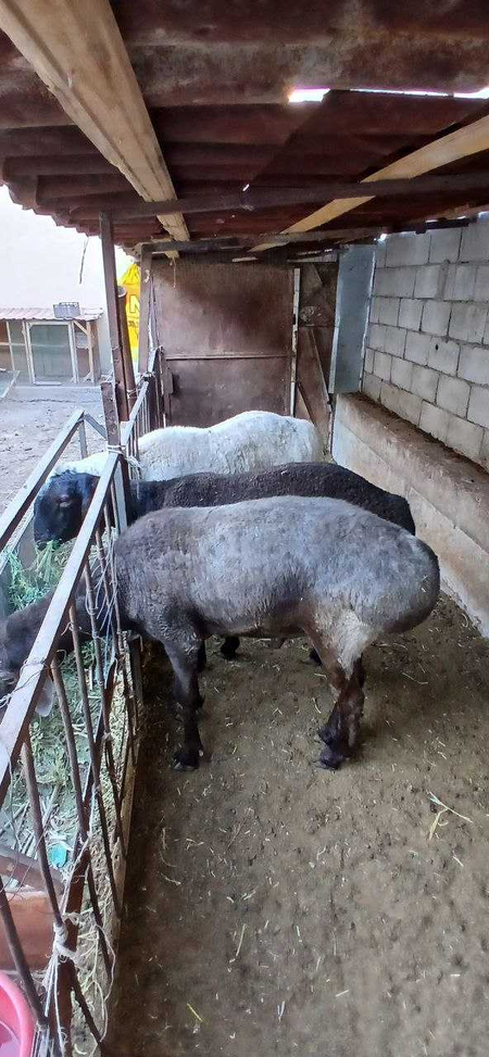 Qurbonlik uchun zotdor 100% soglom quchqor sotiladi