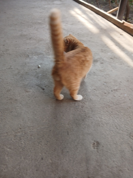 Скотиш страйт сотилади