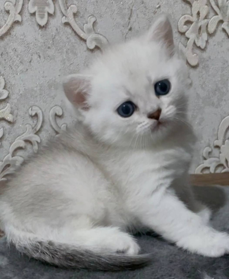 Серебристые шиншиллы