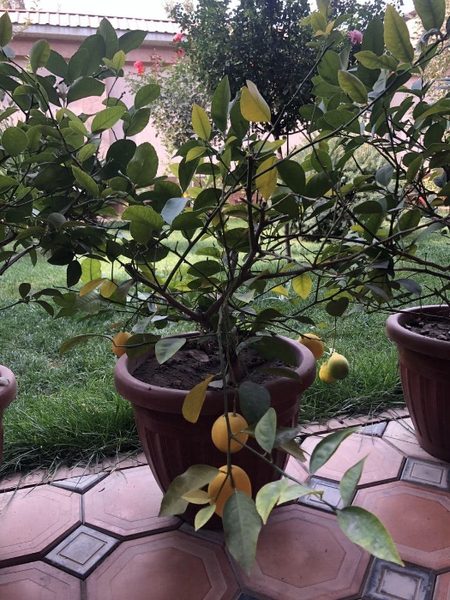 Limon daraxtlar bor