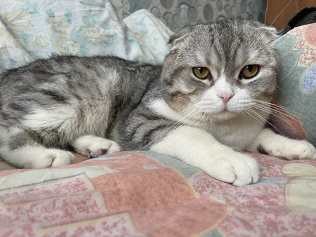 Продаю кота скотиш фолд