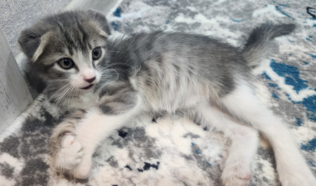 Продаётся Котёнок Скотч.