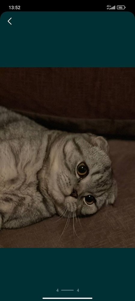 Шотландский  Мачо в Поиске Королевы