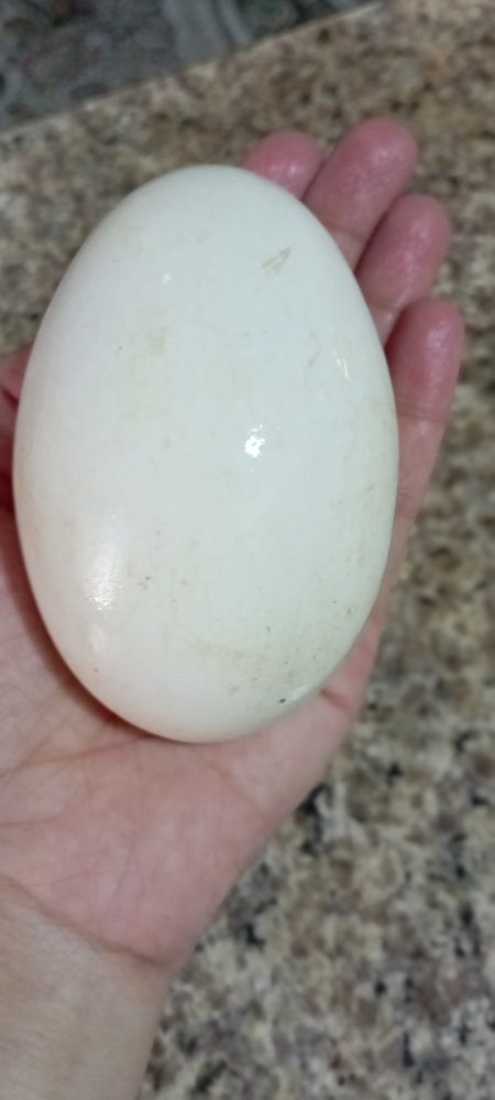 Gʻoz tuxumi sotiladi
