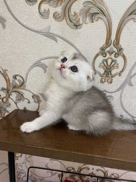 Продается котята шиншилла