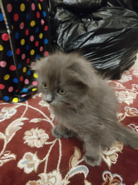 Продается Кошка Scottish Fold