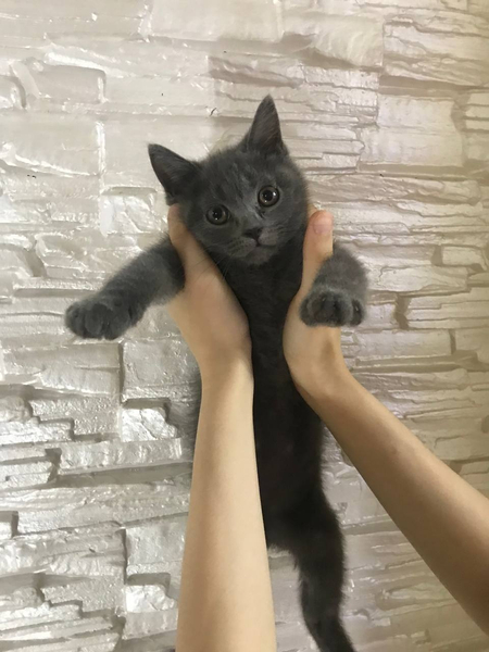 Акция.Продаётся британский котёнок
