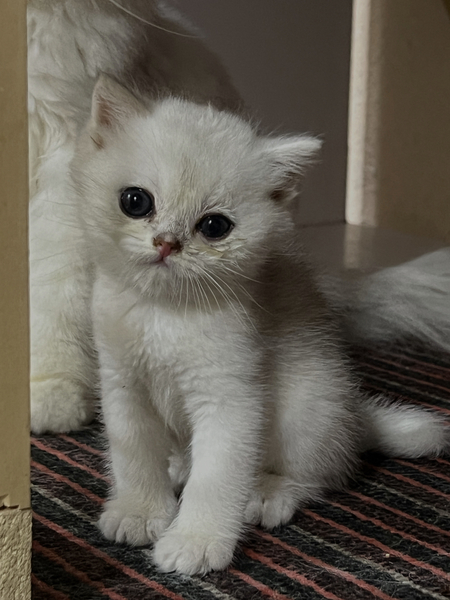 Serebristiy Shinshilla ns11 ogil