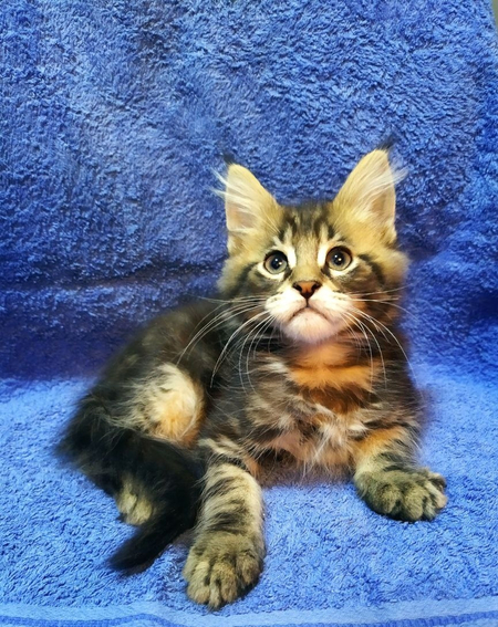 Мейнкун котята, разные окрасы