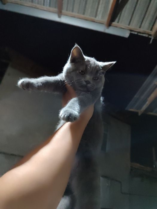 Кошки один британский скодиш страйт втарое шеншила скодиш фолд